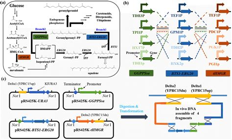 paradigm of combinatorial design for ggoh biosynthesis in s