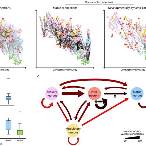 Figure S6 Connectivity Matrix Of The C Elegans Brain Throughout Download Scientific Diagram
