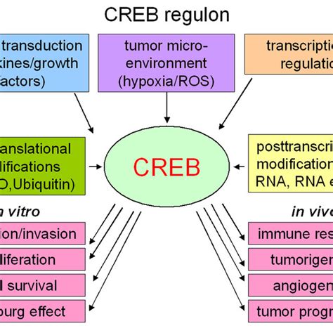 Signal Transduction Pathways Modulating Creb Expression Growth Factors Download Scientific