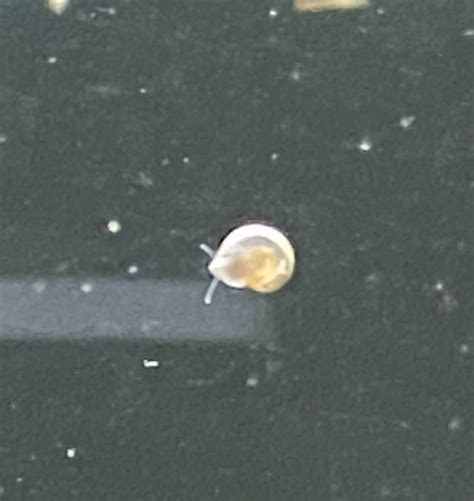 Strange Snail Raquariums