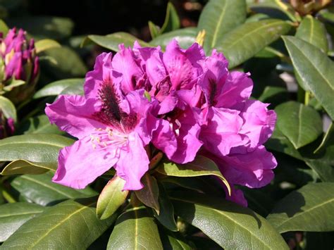 Rhododendron 'Rasputin' - Rhododendron Hybride 'Rasputin' - Baumschule ...