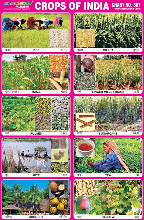 Spectrum Educational Charts Chart Crops Of India Hot Sex Picture