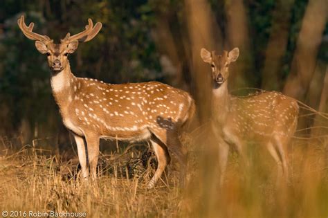 Wild Nepal Celebrating Nepals Wildlife Mammals Of Nepal Deer