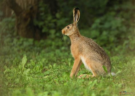 Минута раздумий в вечерних сумерках Фотосайт СуперСнимки Ру