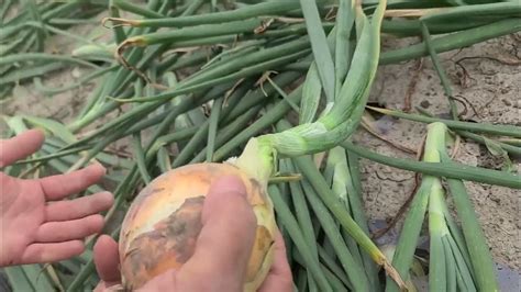 양파농사대박 국산양파종자 케이파워 중만생종 노균병에 강하고 타제품보다 작황이 훨씬좋음 Youtube