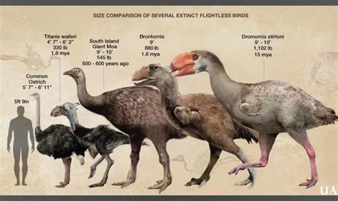 The Reign Of Terror Birds Prehistoric South Americas Apex Avian