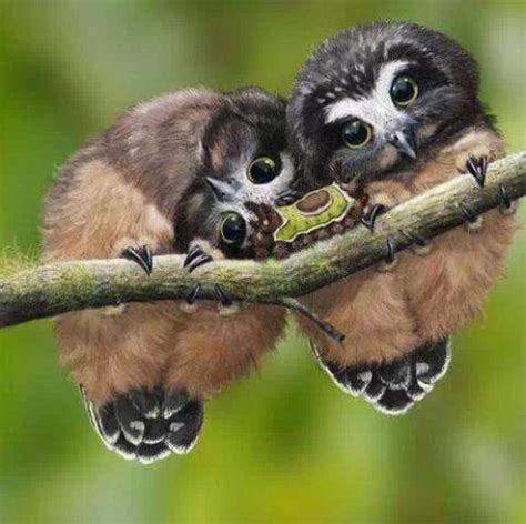 Ban M Chim Ng U T I Sao Chim Ng Tr N C Y V Kh Ng R I Sau Khi Ng