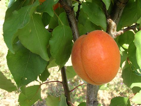 Apricot tree varieties produced by Waimea Nurseries