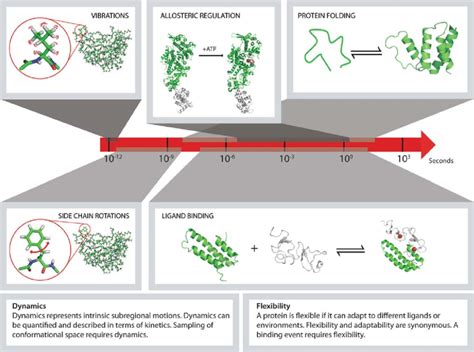 Conformational Protein At Isaac Perdriau Blog