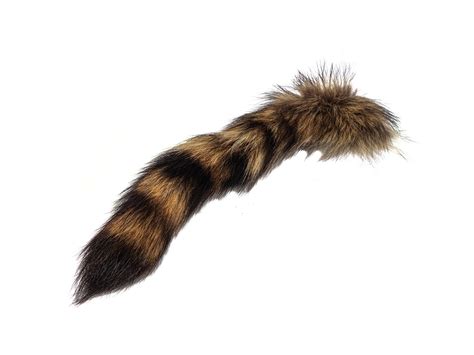 Home Décor Taxidermy And Curiosities Home And Living Grade 1 Real Xl