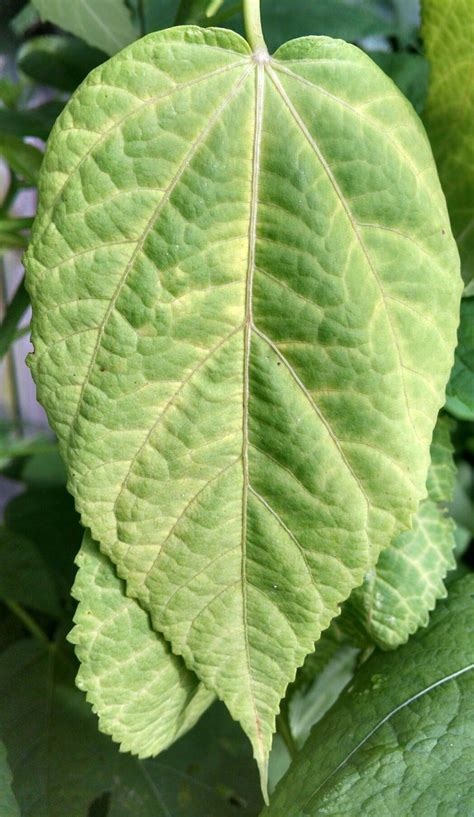Is Hibiscus Leaves Good For You At Noah Murillo Blog