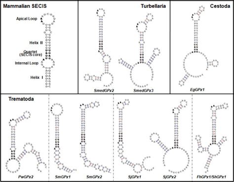 Selenocysteine Insertion Sequence Secis Motifs Found In The Download Scientific Diagram