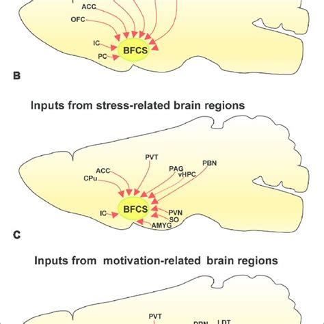 monosynaptic inputs to the bfcs using rabies based transsynaptic