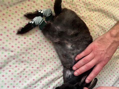 Pododermatitis In Rabbit Resilient Bunny Treats