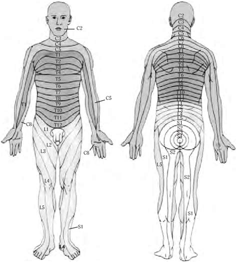 Dermatomes Download Scientific Diagram