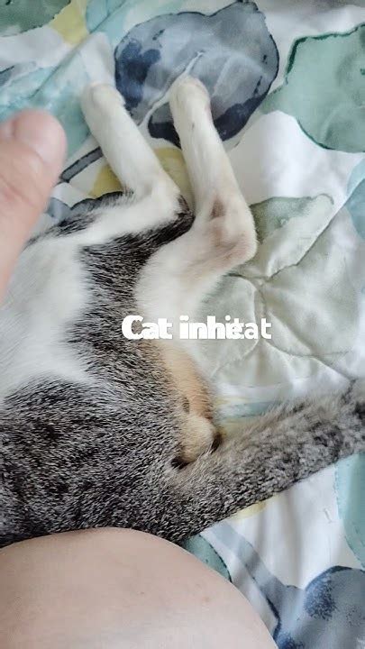 Cat In Heat Catlover Catinheat Shortvideo Youtube