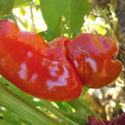 Piment Pénis Peter Pepper Plants Québec Les Semis De La Seigneur