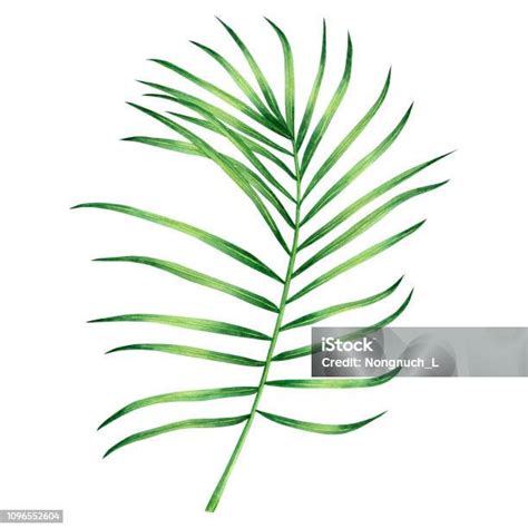 수채화 그림 코코넛 팜 잎 흰색 배경에 고립 하는 녹색 휴가 수채화 손으로 그린 그림 벽지 빈티지 하와이 스타일 패턴에 대 한