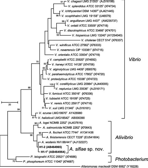 phylogenetic tree based on the maximum parsimony method using partial