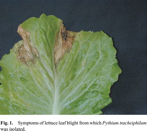 Figure 1 From First Record Of Pythium Tracheiphilum Associated With
