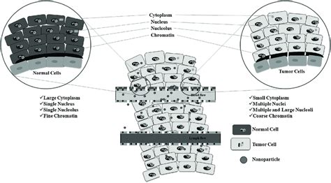 1 Passive Targeting By Nanoparticles Exploiting The Epr Effect Download Scientific Diagram