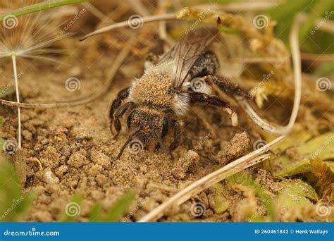 Closeup On A Female Grey Backed Mining Bee Andrena Vaga Digging Her Underground Nest Stock