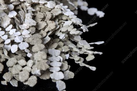 Halimeda Green Macroalga Specimen Stock Image C047 5408 Science Photo Library