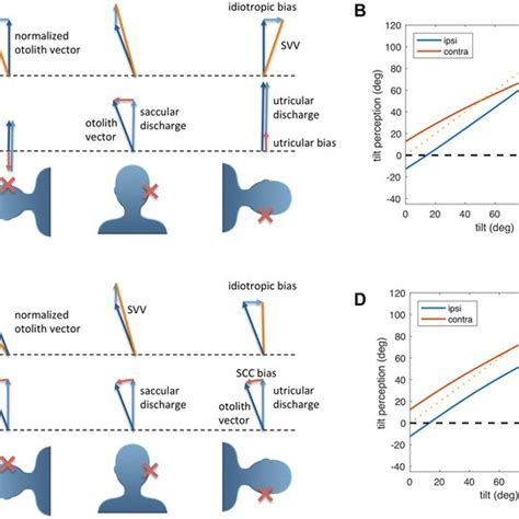 Left Simulated Neuronal Tuning Functions For Graviceptive Pathways