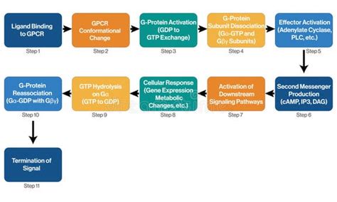 Gpcr Function Stock Illustrations 3 Gpcr Function Stock Illustrations Vectors And Clipart