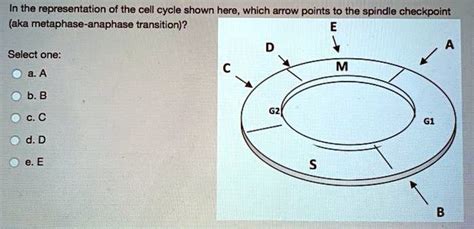 In The Representation Of The Cell Cycle Shown Here Which Arrow Points To The Spindle Checkpoint