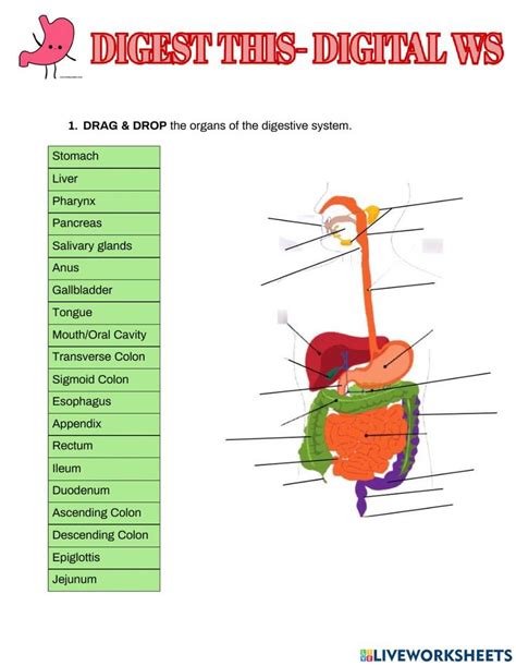 Diagram Of The Human Digest With Labels On It