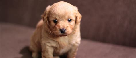 Обезпаразитяване на кучe Знаеш ли какво да не пропускаш