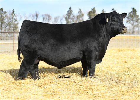 Lot 15 Sav Blackcap May 6644 Sire Buyer Auctions