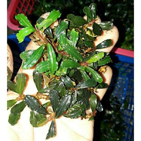 Jual Buce Jenis Palvet Shopee Indonesia