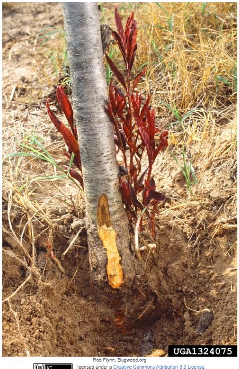 Peach Tree Short Life USDA Peach Rootstock Lab