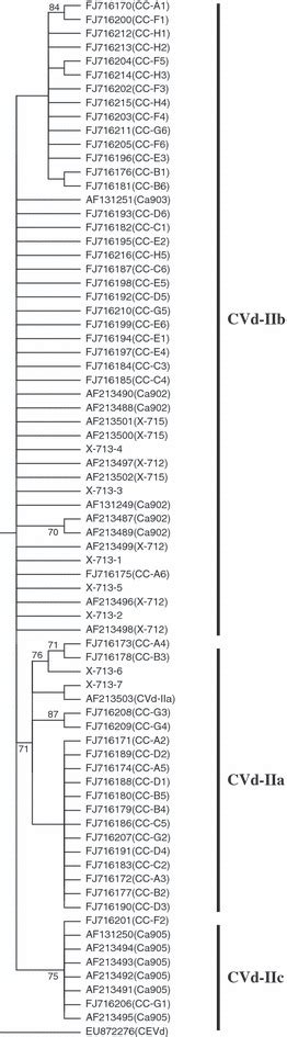 neighbour joining tree of all hop stunt viroid hsvd cdna clones all