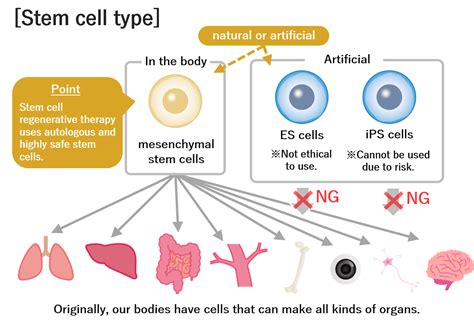 What Is Stem Cell Regenerative Therapy Detailed Explanation Of