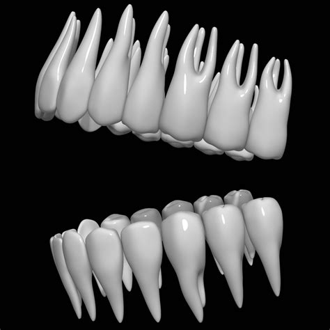 Teeth 3d Model 8 3ds C4d Fbx Ma Max Ztl Obj Free3d