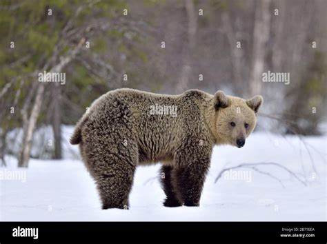 Brown Bear In Winter Forest Scientific Name Ursus Arctos Natural