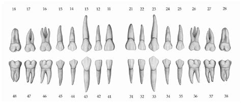 Figure From Tooth Coding Systems In The Clinical Dental Setting Semantic Scholar