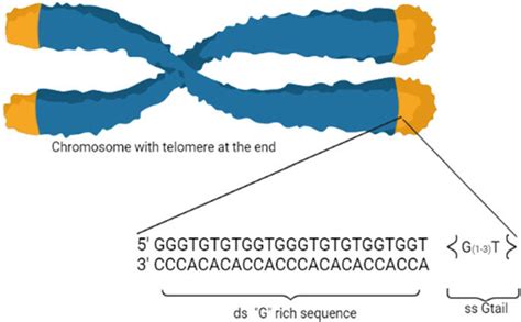 2 Telomeric Dna Sequence At The End Of Tetrahymena Chromosome