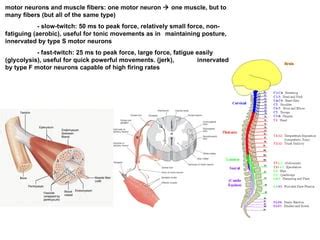 COGS B Winter Lecture Motor Control PPT