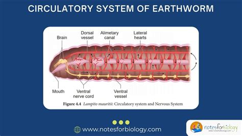 Circulatory System Of Earthworm Best Biology Notes
