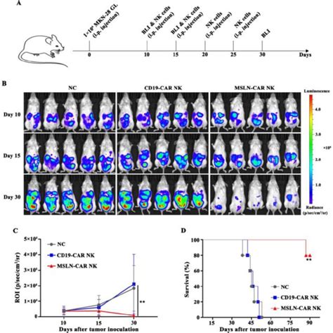 Msln Car Nk Cells Showed Antitumor Activity In Subcutaneous Gastric Download Scientific Diagram