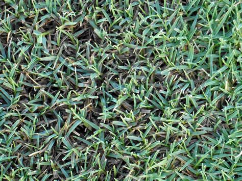 The Best Grass Types For Your Myrtle Beach Lawn