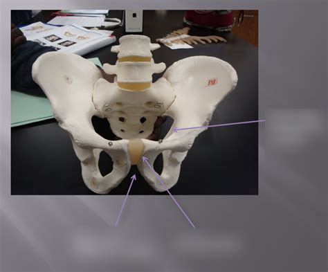 Pelvis Diagram Quizlet