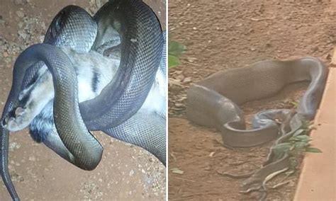 Family Discover A Python Eating A Pet Cat In Their Front Yard Before It Takes A Nap Daily