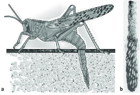 Oviposition Of Female Desert Locust And Its Corresponding Egg Pod A