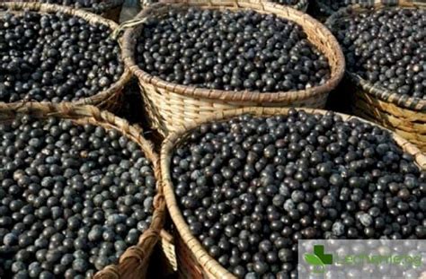 ᐉ Акай бери кръстоска между грозде и боровинки — Lecheniebg