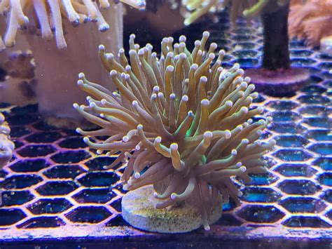 Louisiana Live Goods Large Cespitularia Add Ons Reef2reef